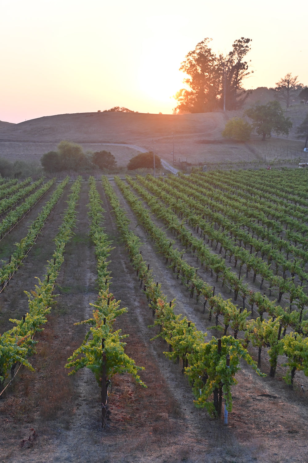 Clone 828 Pinot Noir Vertical Set – Halleck Vineyard